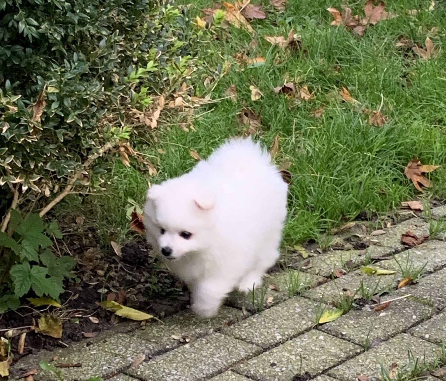 Reinrassige ⭐ weiße Kleinspitz Welpen ⭐ Kleinspitz Welpen ⭐