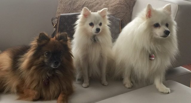Der Spitz - Kleinspitz-Welpen.de - reinrassige, weiße Kleinspitz Zucht